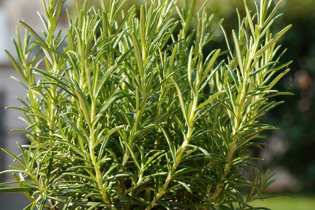 Planta alecrim (Rosmarinus officinalis) - Brotando Consciência