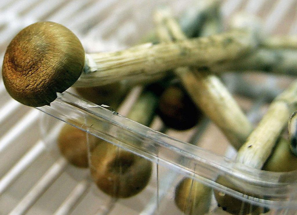 Cogumelos psilocibinos desidratados. (Reprodução) - Brotando Consciência