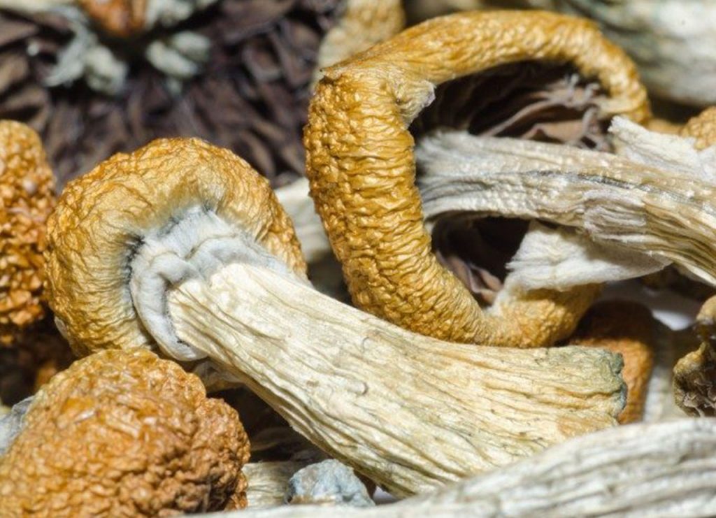 Psilocibina reduziu ansiedade e depressão de pacientes com câncer