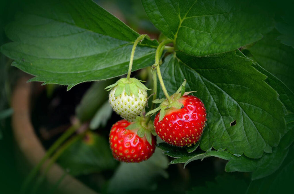 Como plantar morango em vaso; aprenda aplantar morango com a fruta ...