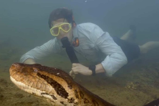 Nova sucuri-verde descoberta na Amazônia pode ser a maior do mundo
